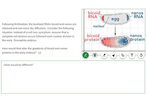 Solved Bicoid Nanos RNA RNA Egg Following Fertilization The