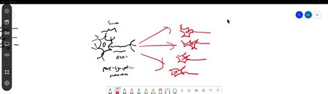 Solveda Presynaptic Neuron In The Cerebrum Transmits Information To