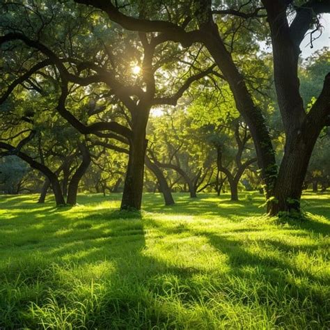 Free Sunlit Forest Glade Image Forest Sunlight Trees Download At