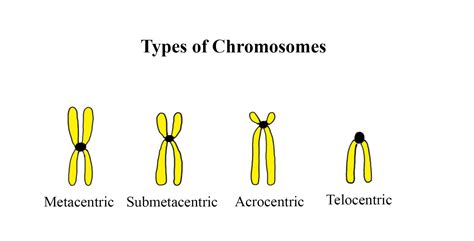 Chromosomes Are Classified Based On The Position Of The Centromere A Chromosome Having A