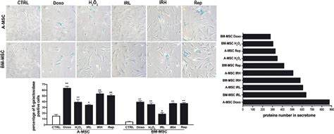 Figure 1 From Unbiased Analysis Of Senescence Associated Secretory