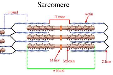 Sarcomere Structure Tutorial Sophia Learning