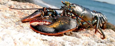 Epi2me 25 11 01 Release Epi2me Blog