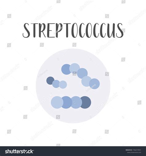 Streptococcus Bacteria Classification Spherical Shapes Bacteria Stock Vector Royalty Free
