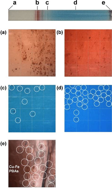 Microscopic Images × 1000 Of The Multicolored Pattern Formed Under