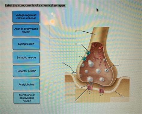Solved Label The Components Of A Chemical Synapse Chegg