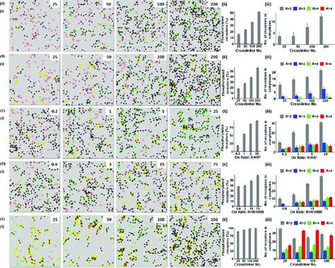 an agent based model showing the clustering of receptors in the