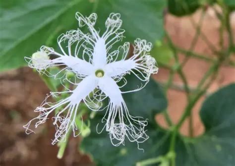 25 Different Types Of Vines With White Flowers With Pictures
