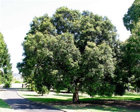 Syzygium Luehmannii Alchetron The Free Social Encyclopedia