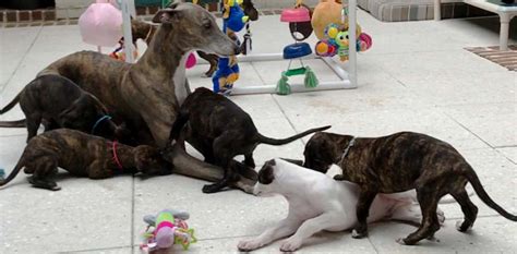 Helpful Tips For Raising Happy Whippet Pups Devereux Whippets