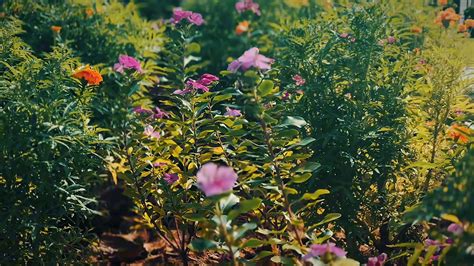 Late Elizabeth Meleisea Silivia Levi Pita A Viewer Created A Clip Of Kingdom Productions