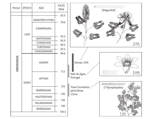 Diagram Of 10 Cretaceous Angiosperms Quizlet