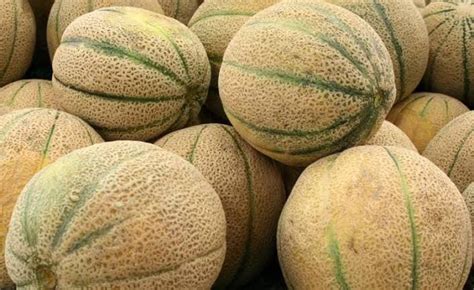 Rockmelon Small