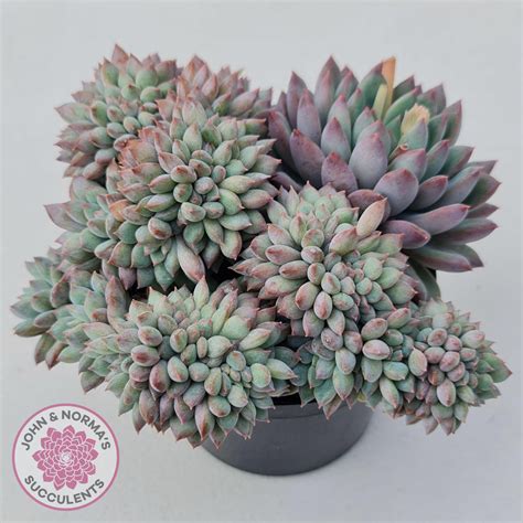 Echeveria Ice Princess Crest John And Normas Succulents John