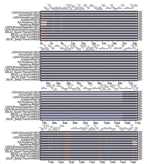 Figure Multiple Genomic Sequence Alignment Of The Lsdv Strains In And