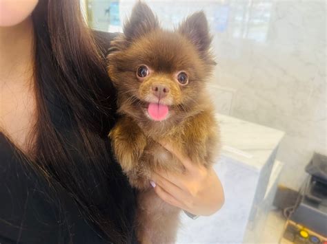 포메라니안 쵸비 소형강아지종류 브숏 말티슈 푸들성격 꼬똥드툴레아분양 브리더분양 작은강아지 털없는강아지 회색푸들 타이니푸들 키우기쉬운강아지 믹스견종류 풍산개분양 잭러셀테리어