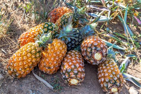 27 Different Types Of Pineapples An Overview With Pictures Home Grail
