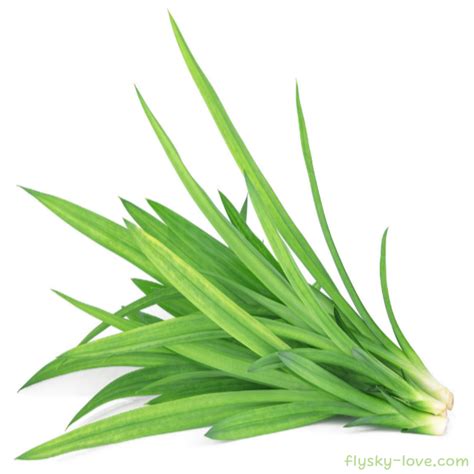 판단 잎 Pandan Leaf 효능 영양성분 활용법