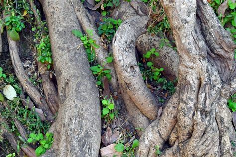Tree Roots Free Stock Photo Public Domain Pictures