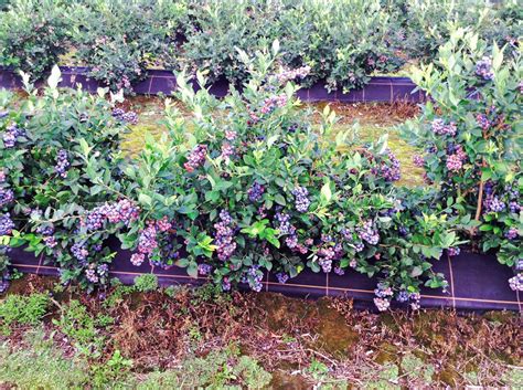 Грядка для голубики (44 фото) » НА ДАЧЕ ФОТО