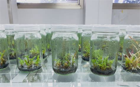 Variation In Plants