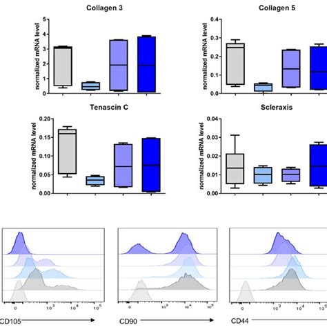 A E Wt Tenocytes In A Low Passage A Passage 2 5 And Ink4aarf