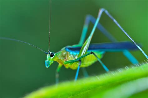Katydid Bug