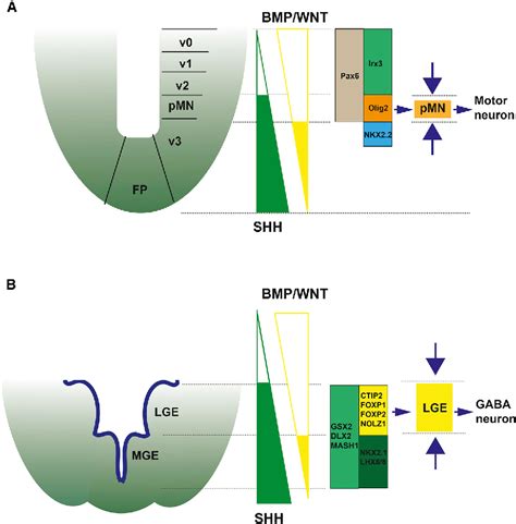 figure 1 from neural subtype specification from human pluripotent stem