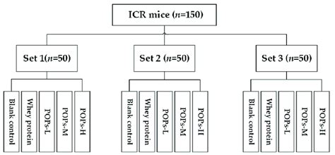 Grouping Design Of Mice In The Experiment Download Scientific Diagram Grouping Design Of Mice In The Experiment Download Scientific Diagram