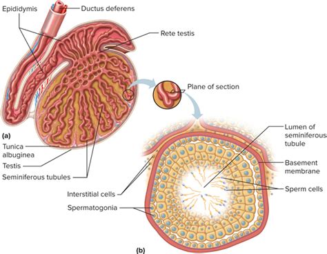 Seminiferous Tubules Anatomy