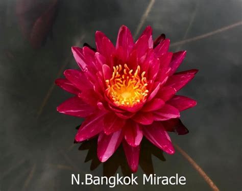 Thai Water Lily Bangkok Miracle Mainam Nymphaea Live Plant For