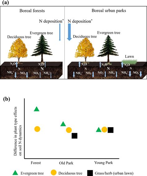 Schematic Presentation Of How Soil N Dynamics Can Be Influenced By