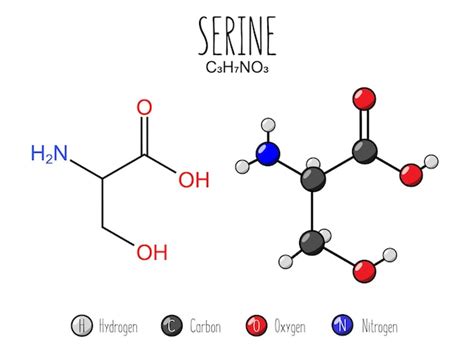 Premium Vector | Serine amino acid representation