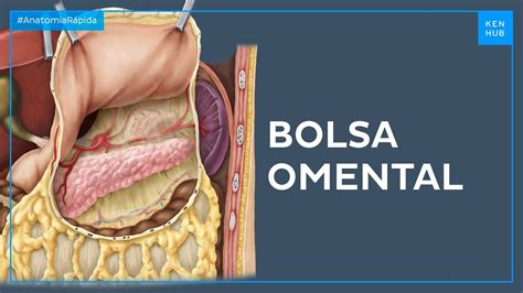 Visão Geral Da Anatomia Da Bolsa Omental Anatomia Fácil Kenhub