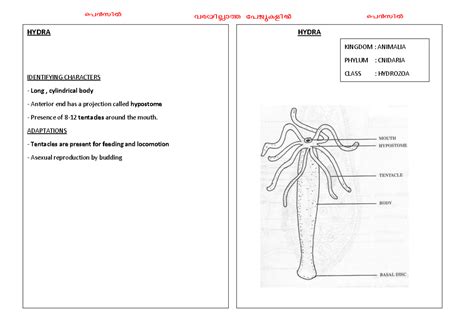 Hydra Cnidaria Diagram