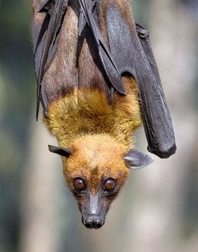 Indian Flying Fox Pteropus [image] Eurekalert Science News Releases