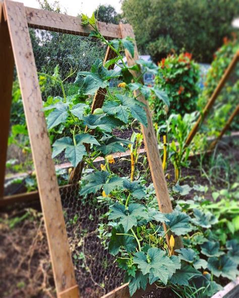 Zucchini Plant Trellis