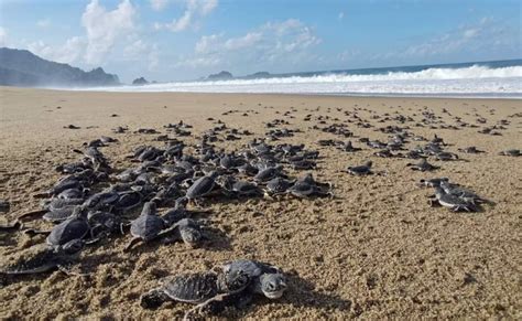 Meru Betiri Conservation Escape Java Turtle Lodge Bumi Journey