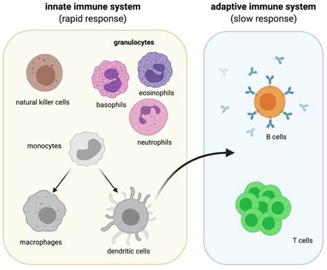 Innate Immunity Cells