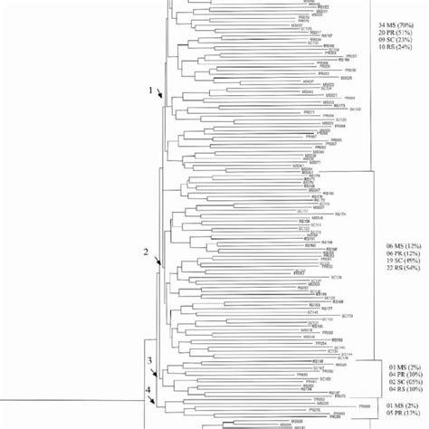 Phenogram Showing The Relationships Among The 168 Trees Of Ilex