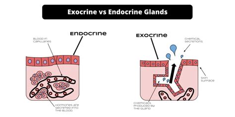 Exocrine Glands Difference Between Endocrine And Exocrine Glands