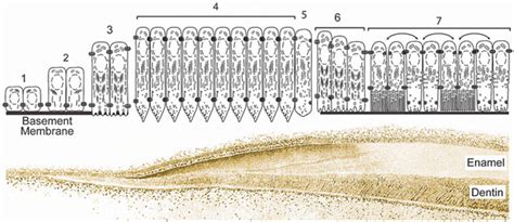 Genetic And Structural Alterations Of Enamel And Dentin Amelogenesis