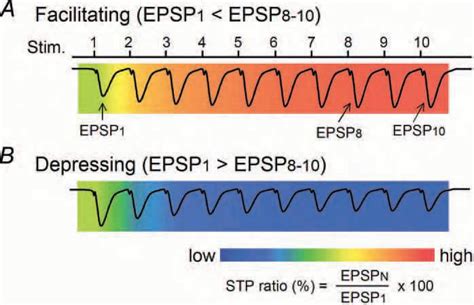 Short Term Plasticity Has A Long Synaptic History The Physiological