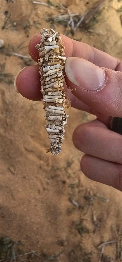 Help Identifying This R Whatisthisbug