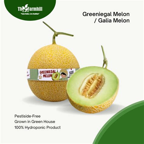 Hydroponic Melon Inaexport