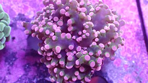 Pink Frogspawn Abc Aqua Inc