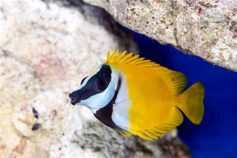 330 Pez Zorro Fotografías De Stock Fotos E Imágenes Libres De