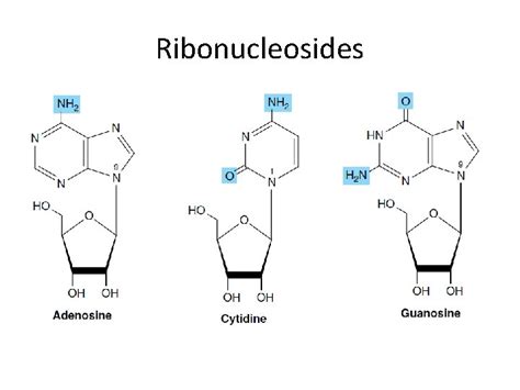 Nucleic Acids Building Blocks Of Nucleotides At Jessica Fischer Blog