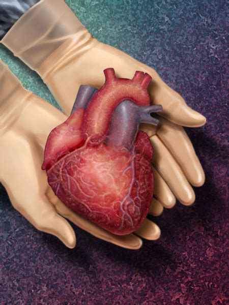 We Urgently Need New Approaches to Obtaining Organs for Transplantation | American Council on ...