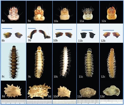 Aquatic Lepidoptera Larvae